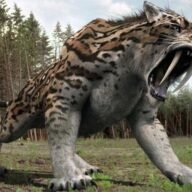 What did Saber Tooth Tigers Eat - Saber Tooth Tiger Diet - Kidz Feed