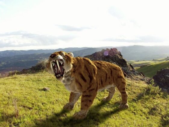 Saber Tooth Tiger Facts For Kids - Diet Habitat Adaptations & More