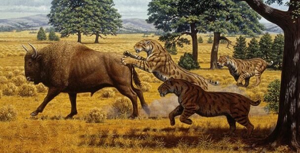 Saber Tooth Tiger Facts For Kids - Diet Habitat Adaptations & More