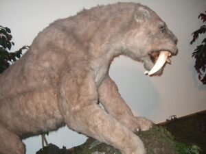 What did Saber Tooth Tigers Eat - Saber Tooth Tiger Diet