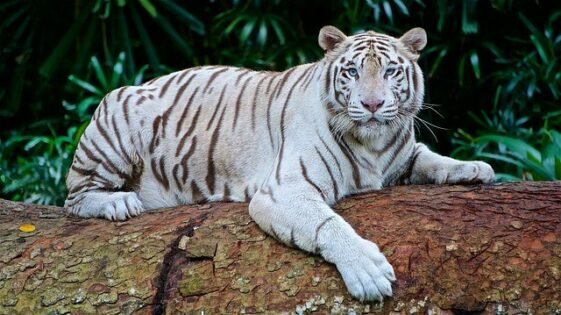 How Long Do Tigers Live - Tiger Lifespan - Kidz Feed