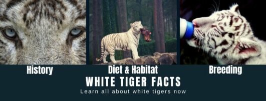 What did Saber Tooth Tigers Eat - Saber Tooth Tiger Diet
