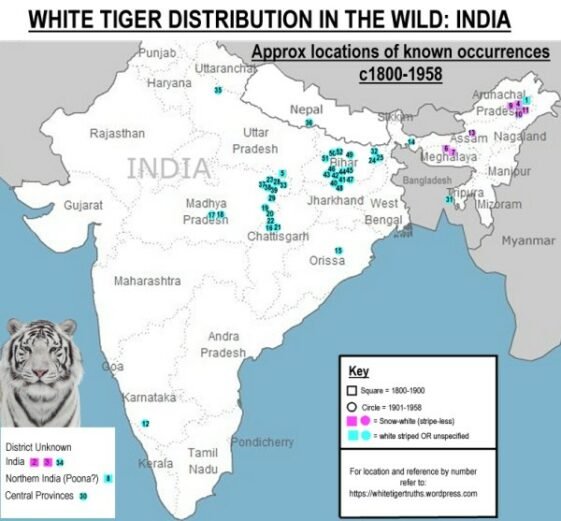White Tiger Facts for Kids - All About White Tiger