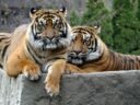 How Long Do Tigers Live - Tiger Lifespan