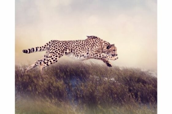 How Fast Can A Cheetah Run - Cheetah Speed