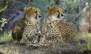 How Fast Can A Cheetah Run - Cheetah Speed