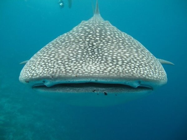 Whale Shark Facts For Kids - Complete Whale Shark Information