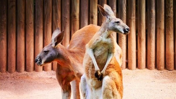 Kangaroo Facts For Kids - All About Kangaroo