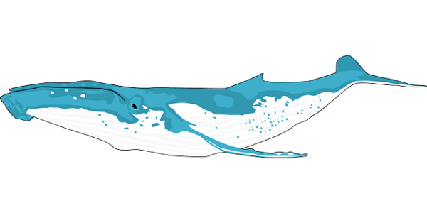 Blue Whale Facts For Kids - Blue Whale Information - About Blue Whale