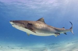 Tiger Shark Facts For Kids - Tiger Shark Information