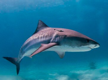 Tiger Shark Facts For Kids - Tiger Shark Information