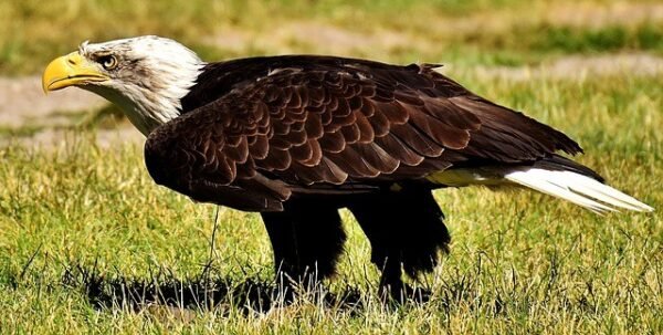 Bald Eagle Facts For Kids - American Bald Eagle Facts
