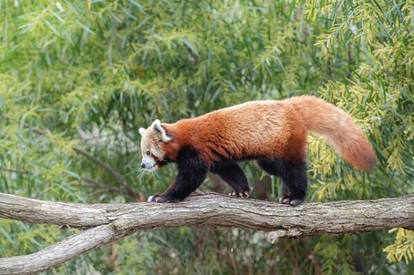 Red Panda Facts For Kids - Red Panda Information For Kids
