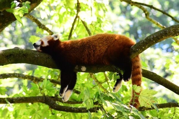 Red Panda Facts For Kids - Red Panda Information For Kids