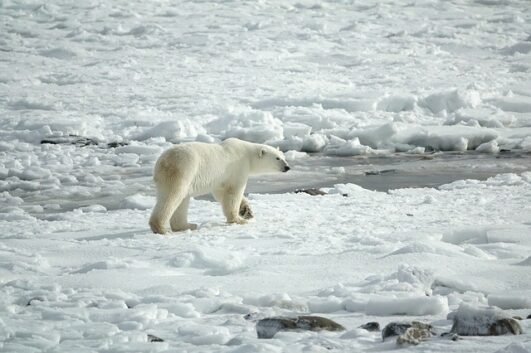Where Do Polar Bears Live - Polar Bear Habitat