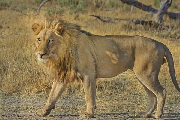 How Long Do Lions Live - Lion Lifespan