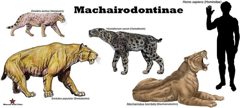 Saber Tooth Cat Facts - Saber Tooth Cat Information