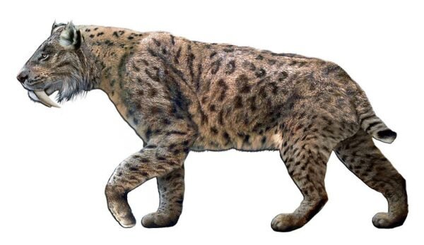 Saber Tooth Cat Facts - Saber Tooth Cat Information