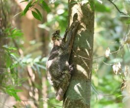 Sunda Colugo Facts - Sunda Colugo Information