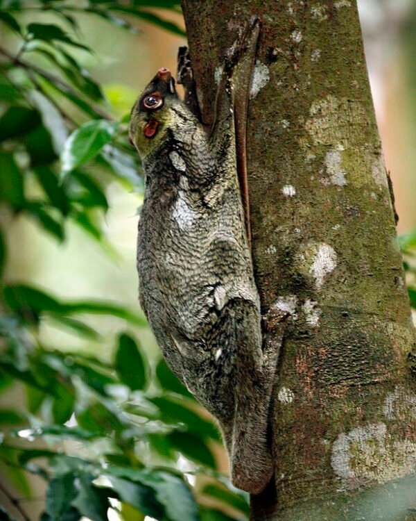 Sunda Colugo Facts - Sunda Colugo Information