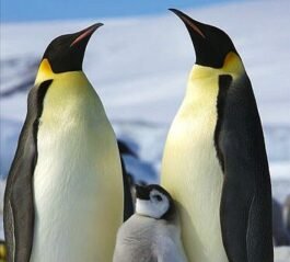 Emperor Penguin Facts For Kids - All About Emperor Penguin