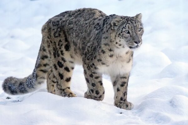 Snow Leopard Facts For Kids - Snow Leopard Information For Kids
