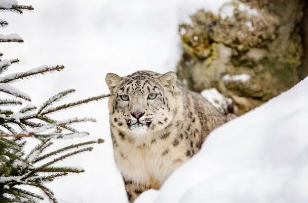 Snow Leopard Facts For Kids - Snow Leopard Information For Kids