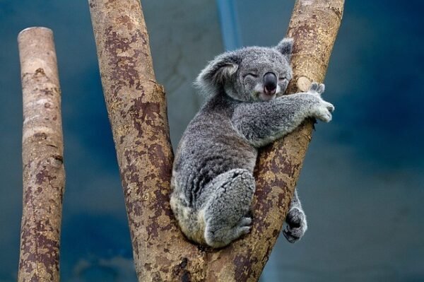 Koala Facts For Kids - Koala Information For Kids