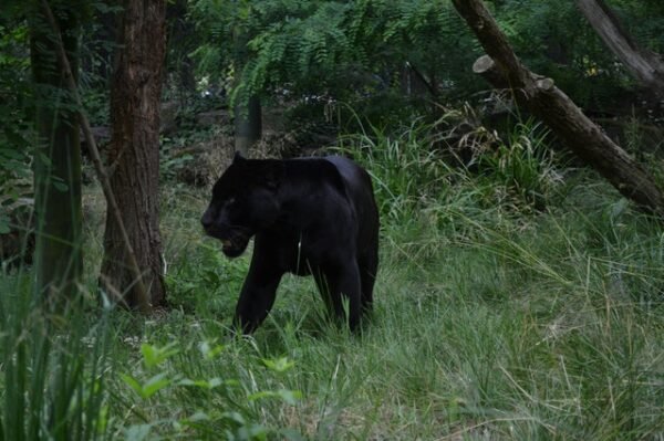 Black Panther Facts For Kids - Black Panther Information For Kids