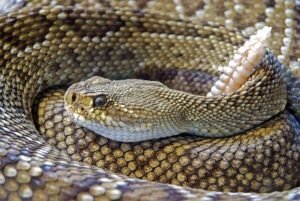 Rattlesnake Facts For Kids - All About Rattlesnakes