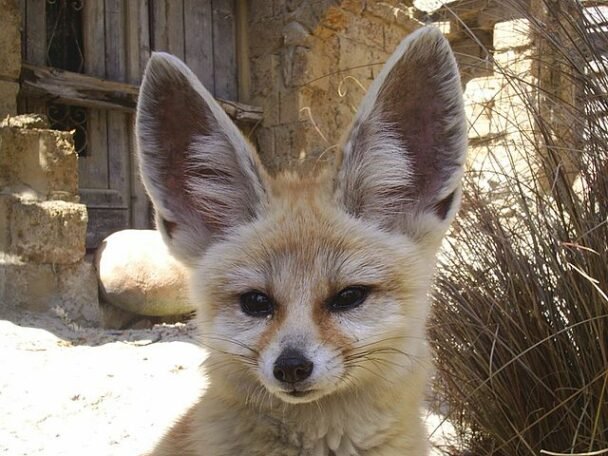 Fennec Fox Facts For Kids - Desert Fox Facts