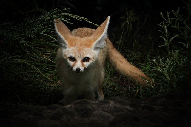 Fennec Fox Facts For Kids - Desert Fox Facts