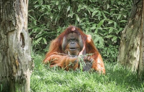 Orangutan Facts For Kids - All About Orangutans