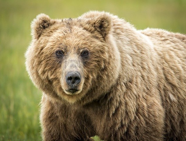 Grizzly Bear Habitat For Kids