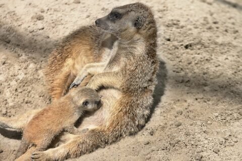 Meerkat Facts For Kids - Meerkat Information For Kids