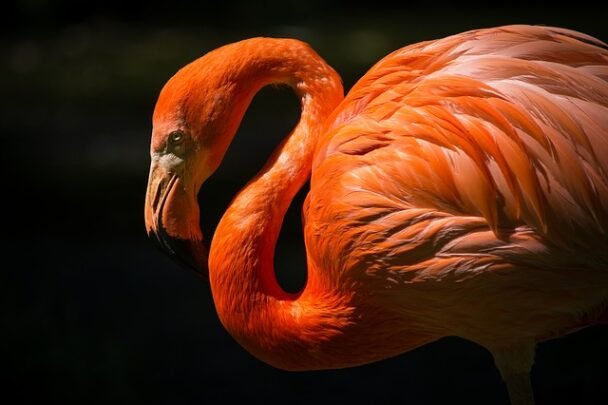 Flamingo Facts for Kids - Flamingos Information For Kids