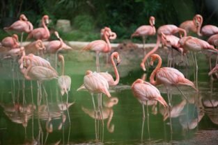 Flamingo Facts for Kids - Flamingos Information For Kids