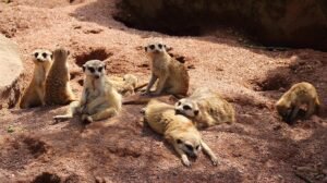 Meerkat Facts For Kids - Meerkat Information For Kids