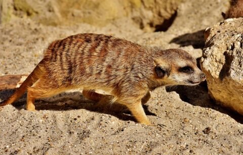 Meerkat Facts For Kids - Meerkat Information For Kids