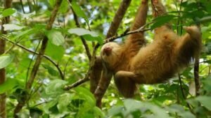 Where Do Sloths Live - Sloth Habitat