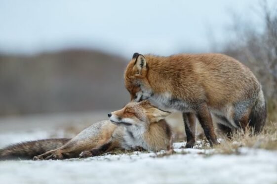 Red Fox Facts for Kids - All About Red Foxes