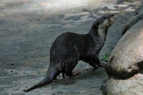 Sea Otter Facts For Kids - All About Sea Otters