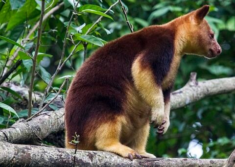 Tree Kangaroo Facts - Tree Kangaroo Interesting Facts