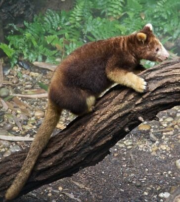 Tree Kangaroo Facts - Tree Kangaroo Interesting Facts