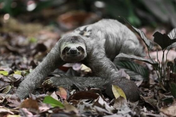 Sloth Facts For Kids - Interesting Facts About Sloths