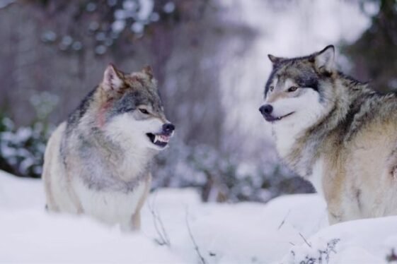 Gray Wolf Facts For Kids - All About Gray Wolves