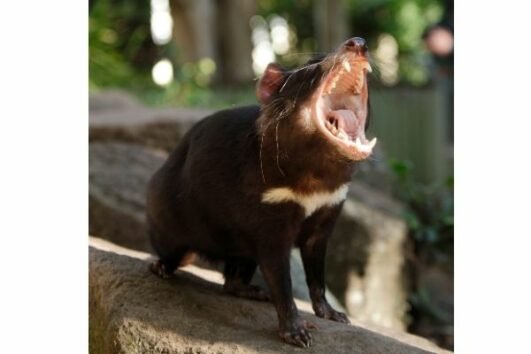 Tasmanian Devil Facts For Kids - All About Tasmanian Devil