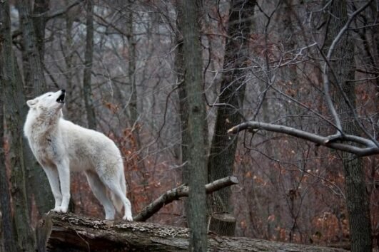 Gray Wolf Facts For Kids - All About Gray Wolves