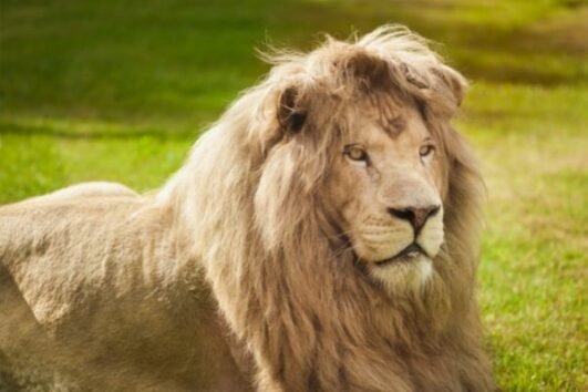 How Long Do Lions Live - Lion Lifespan - Kidz Feed
