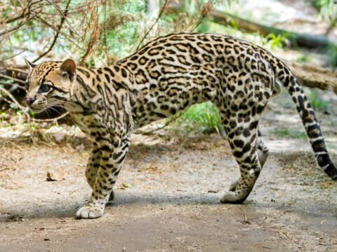 Animals of the Amazon Rainforest